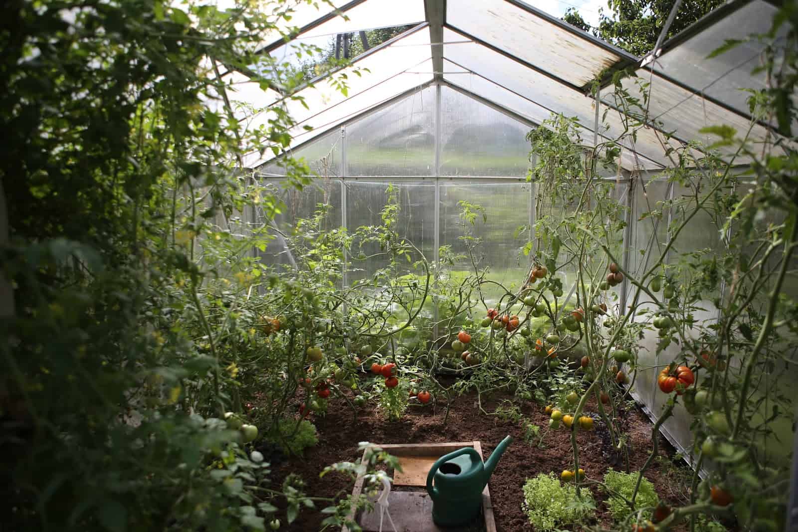 How To Build A Greenhouse For Your Homestead Homesteading Info